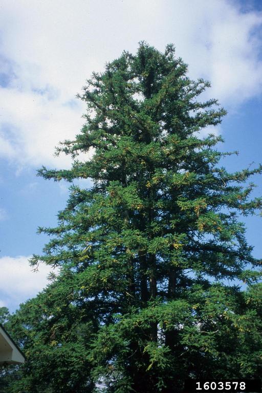 cunninghamia (Genus Cunninghamia)