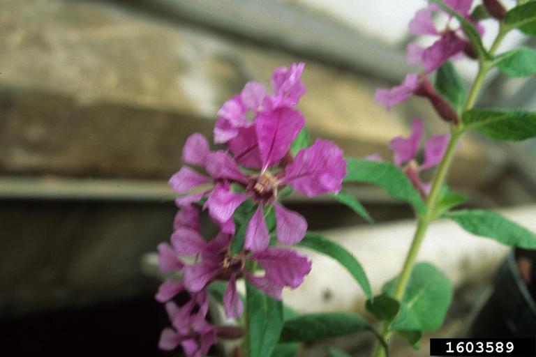 cigar flower (Cuphea lanceolata W. T. Aiton)