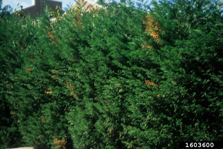 Botryosphaeria rots and cankers (Genus Botryosphaeria Ces. & De Not.)