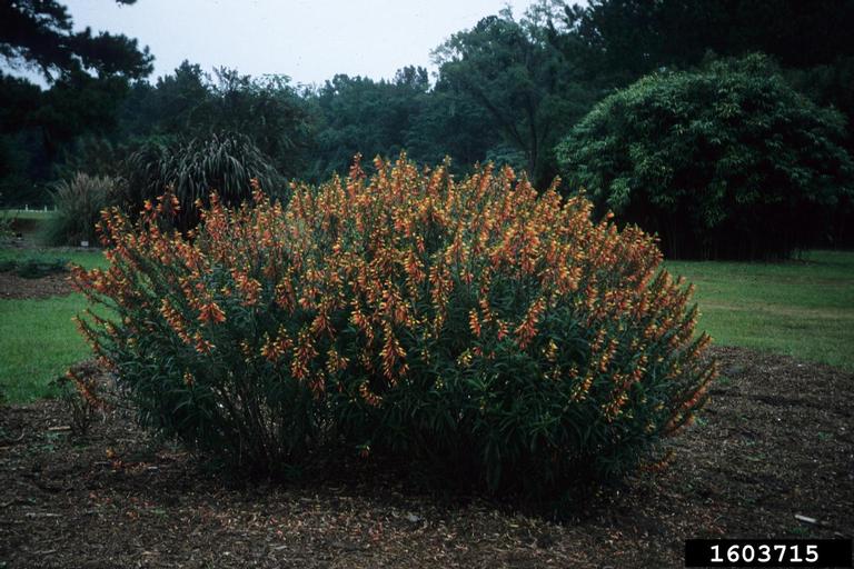 cigar flower (Cuphea ignea A. DC.)