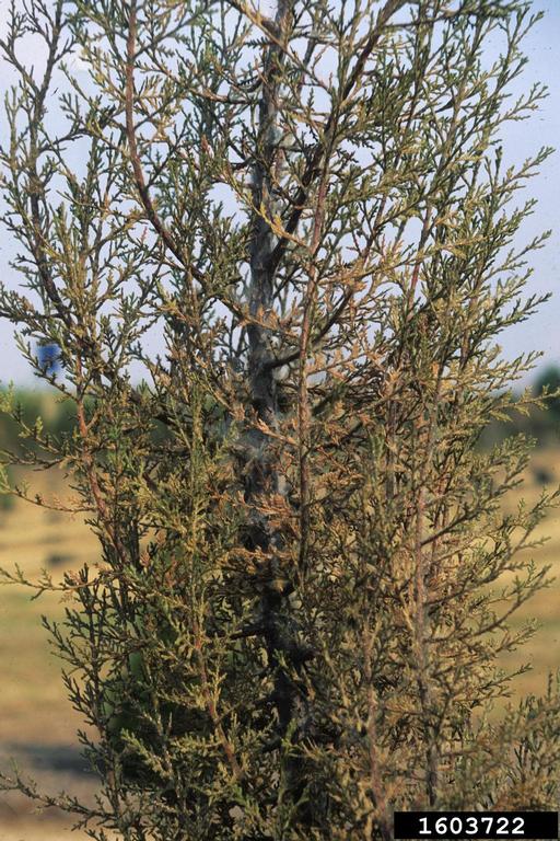 spruce spider mite (Oligonychus ununguis (Jacobi))