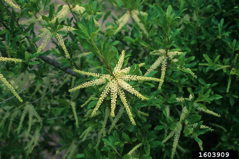 littleleaf titi (Cyrilla parvifolia)