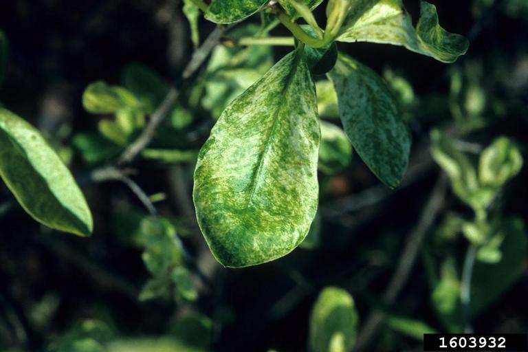 swamp titi, Cyrilla racemiflora (Ericales: Cyrillaceae) - 1603932