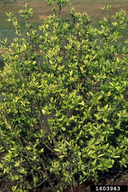 swamp titi (Cyrilla racemiflora)