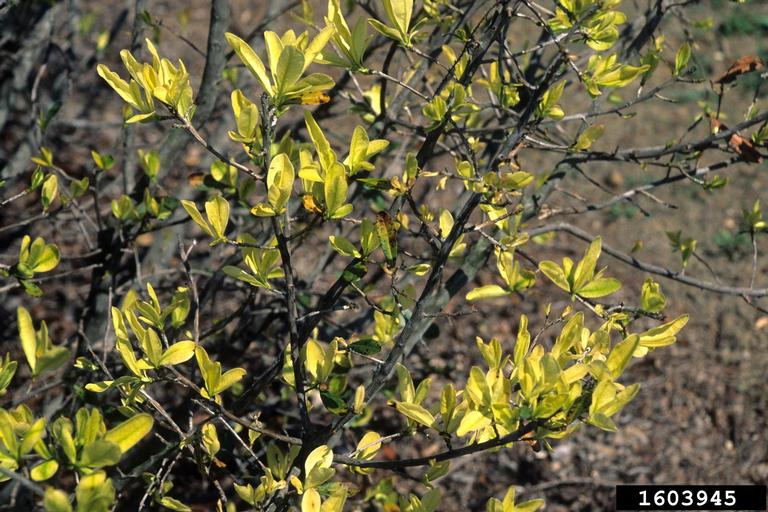 swamp titi (Cyrilla racemiflora)
