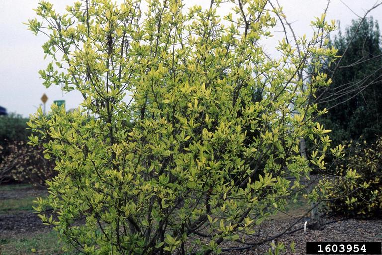 swamp titi (Cyrilla racemiflora)