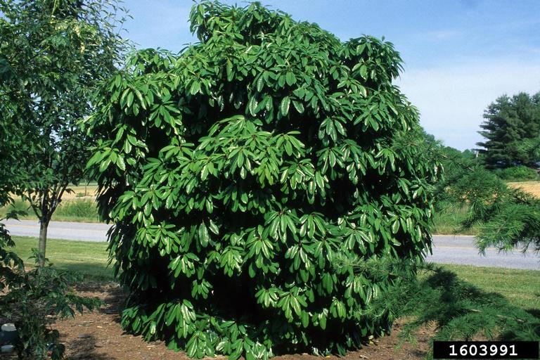 false daphne (Daphniphyllum macropodum)