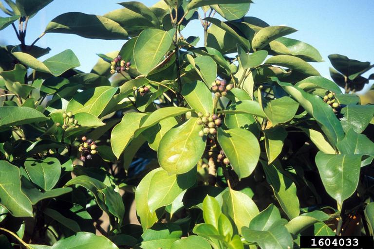 ivy tree (Dendropanax trifidus (Thunb.) Makino ex H. Hara)