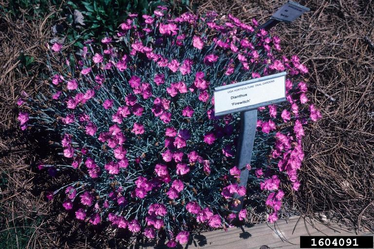 carnation (Genus Dianthus)