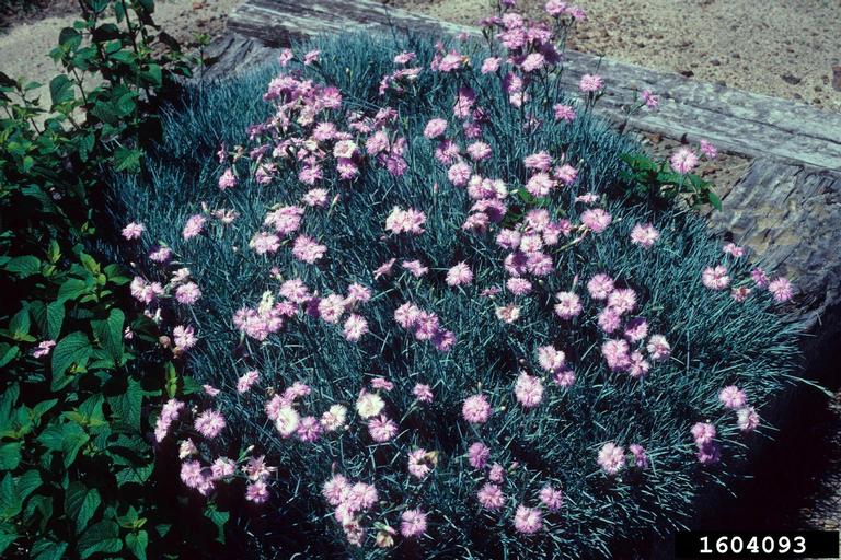 carnation (Genus Dianthus)