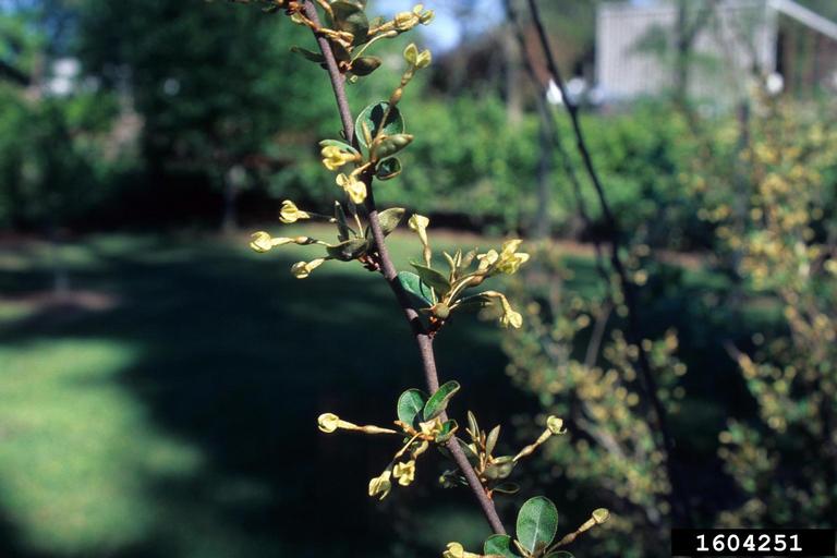 cherry silverberry (Elaeagnus multiflora Thunb.)