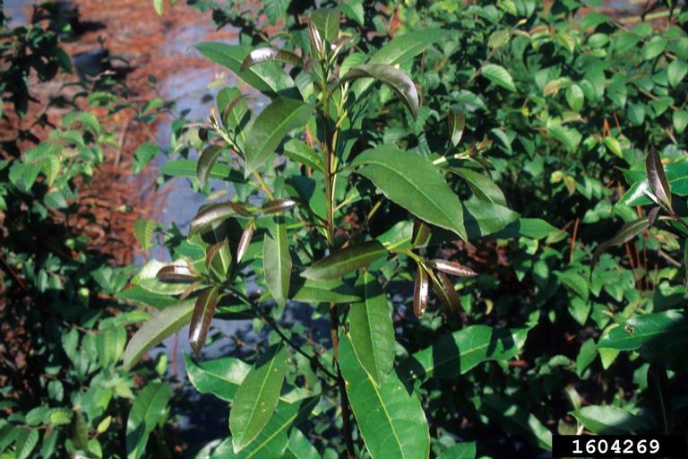 Japanese blueberry tree (Elaeocarpus decipiens)
