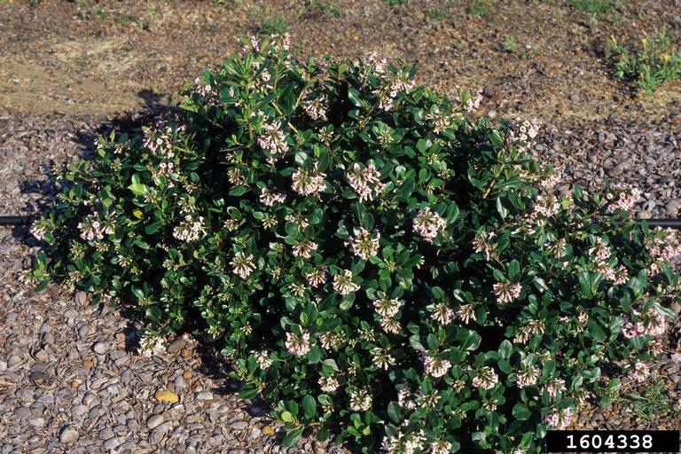 redclaws (Genus Escallonia)