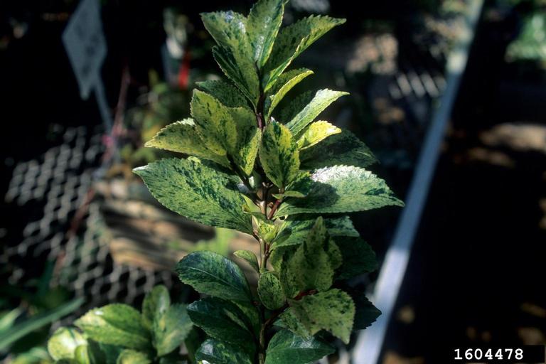 eurya (Eurya japonica)