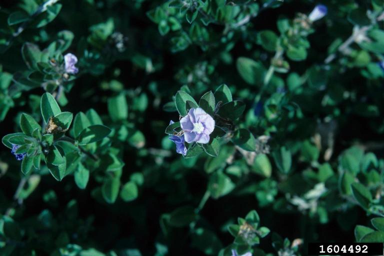 Brazilian dwarf morning-glory (Evolvulus glomeratus Nees & Mart.)