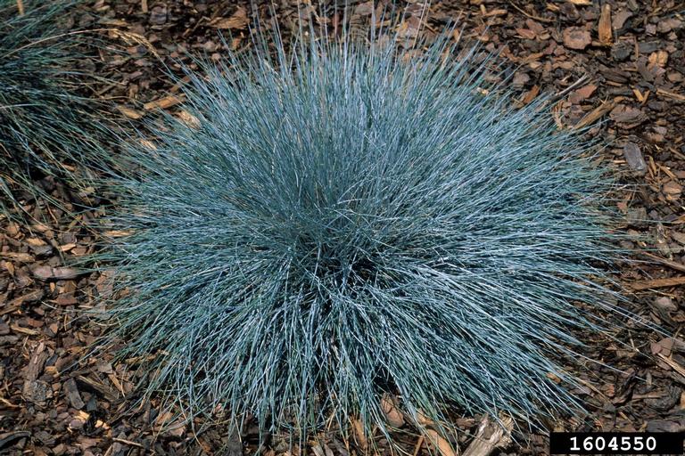 field fescue (Festuca arvernensis Auquier, Kerguélen & Markgr.-Dannenb.)