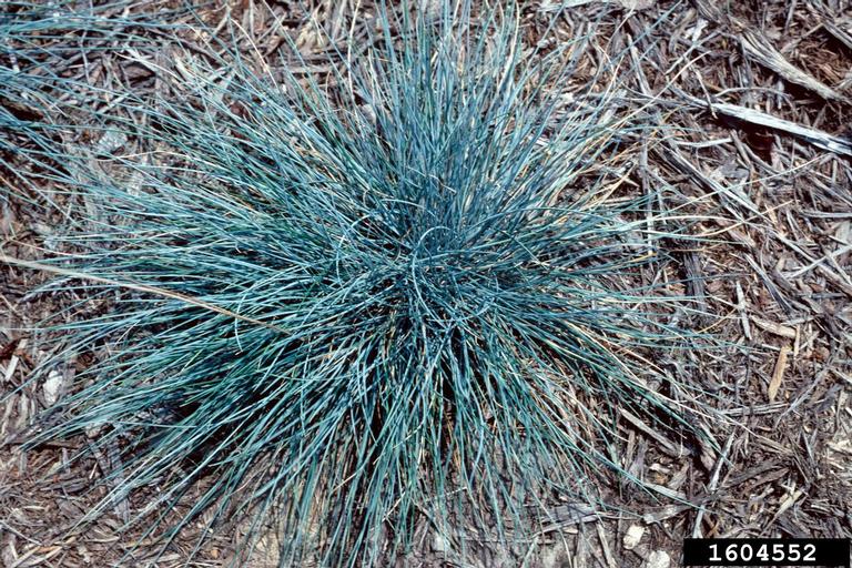 sheep fescue (Festuca trachyphylla (Hack.) Krajina nom. illeg.)