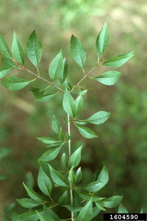 eastern swamp privet (Forestiera acuminata)