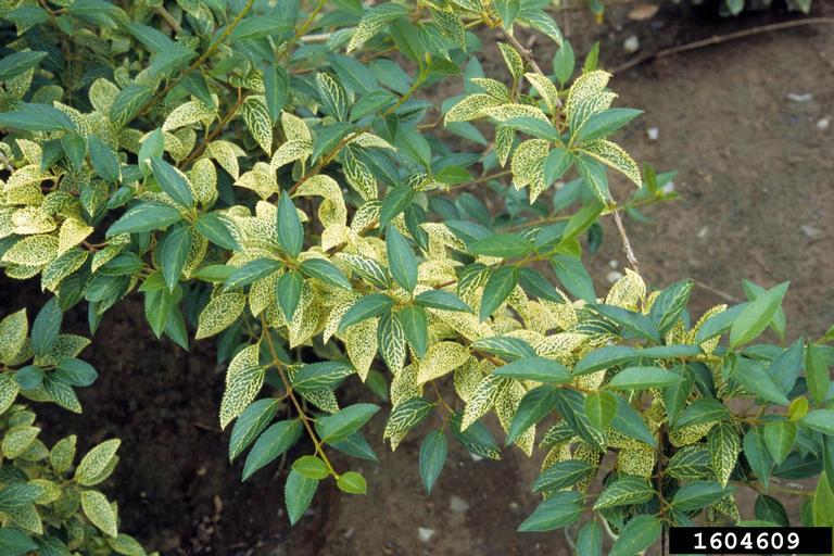 showy forsythia (Forsythia x intermedia Zabel [suspensa × viridissima])