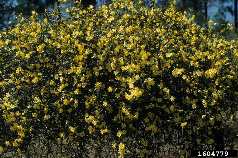 yellow jessamine (Gelsemium sempervirens (L.) St. Hil.)