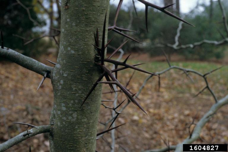 water locust (Gleditsia aquatica Marsh.)