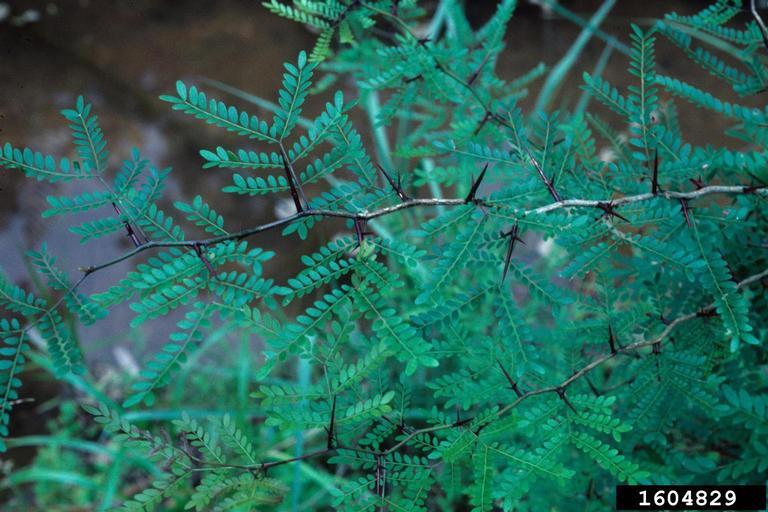 water locust (Gleditsia aquatica Marsh.)