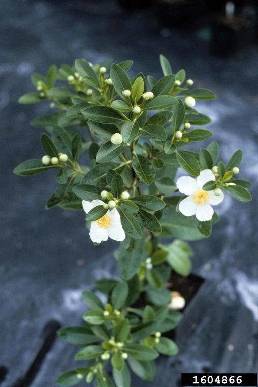 loblolly bay (Gordonia lasianthus (L.) Ellis)