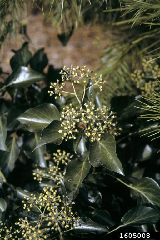 English ivy (Hedera helix)