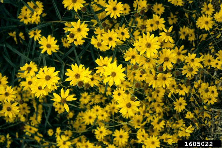 sunflower (Genus Helianthus L.)