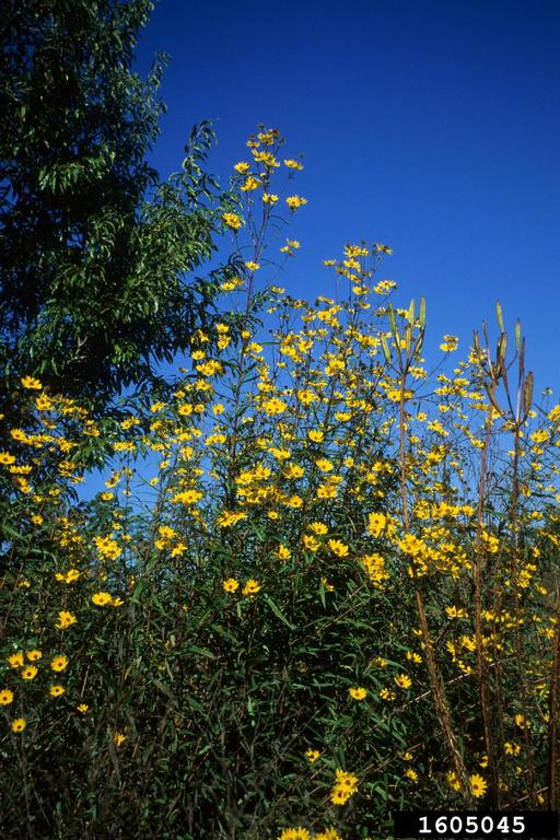 sunflower (Genus Helianthus)