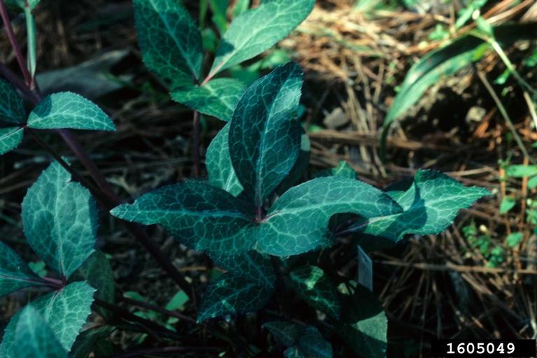 hellebore (Helleborus lividus Aiton ex Curtis)