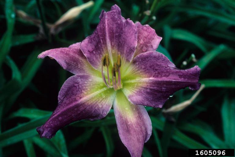 daylily, Hemerocallis spp. (Liliales: Liliaceae) - 1605096