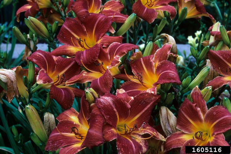 daylily (Genus Hemerocallis)