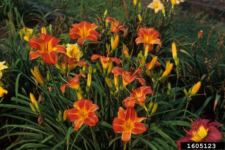 daylily (Genus Hemerocallis L.)