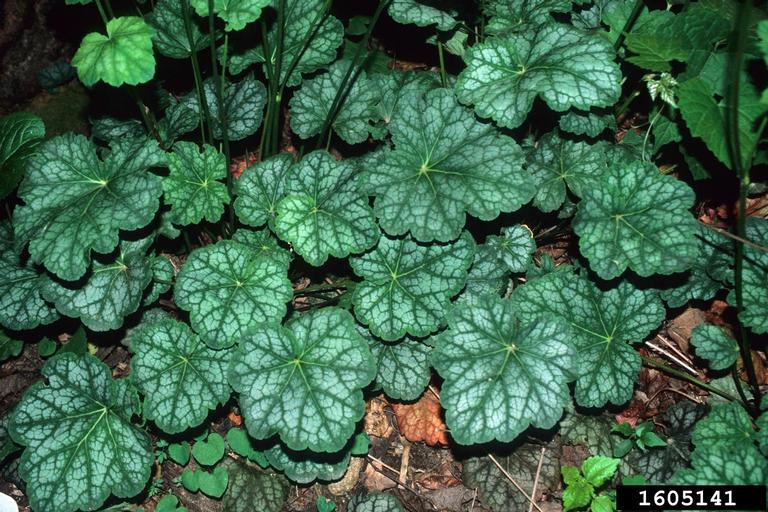 heartleaf foamflower (Tiarella cordifolia)
