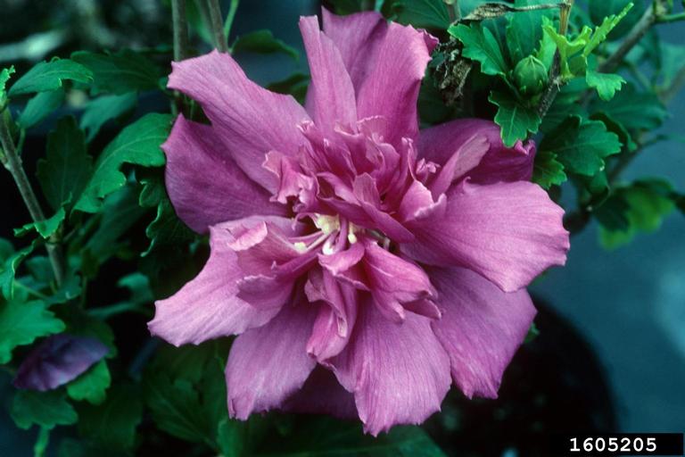 rose of Sharon, Hibiscus syriacus (Malvales: Malvaceae) - 1605205