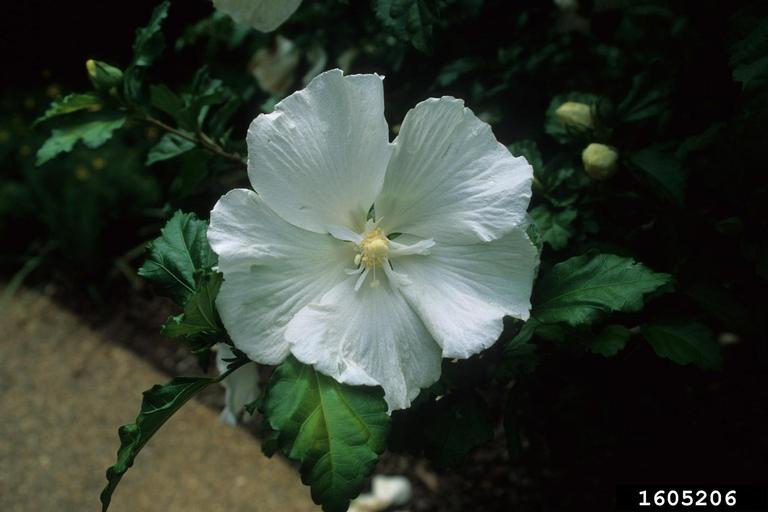 rose of Sharon (Hibiscus syriacus)