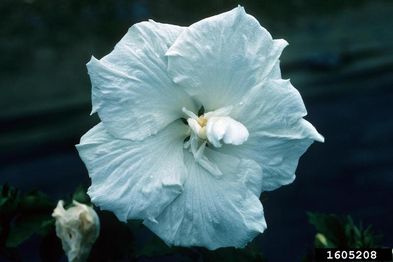 rose of Sharon (Hibiscus syriacus)