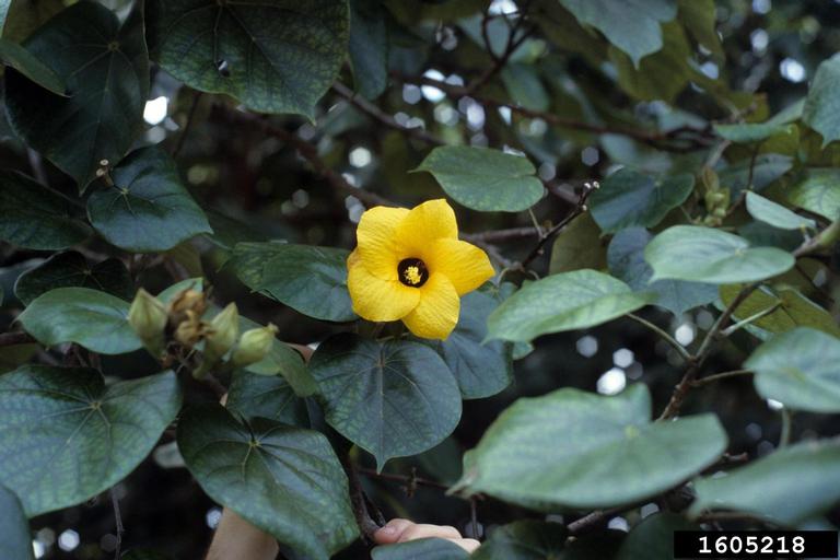 sea hibiscus (Hibiscus tiliaceus L.)