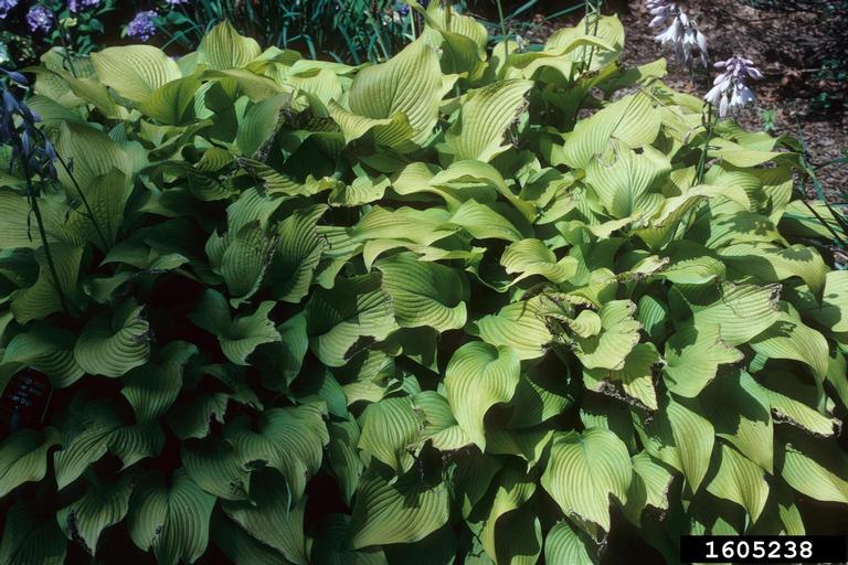 hosta (Genus Hosta Tratt.)
