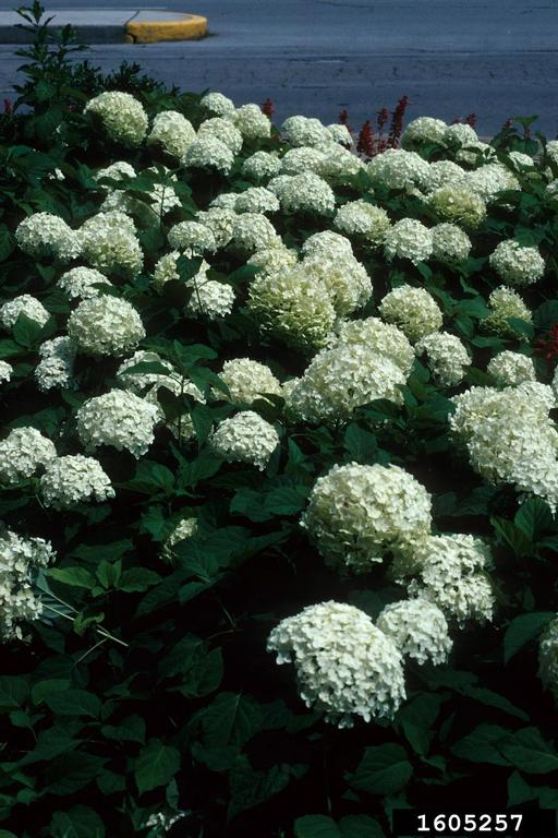 wild hydrangea (Hydrangea arborescens)