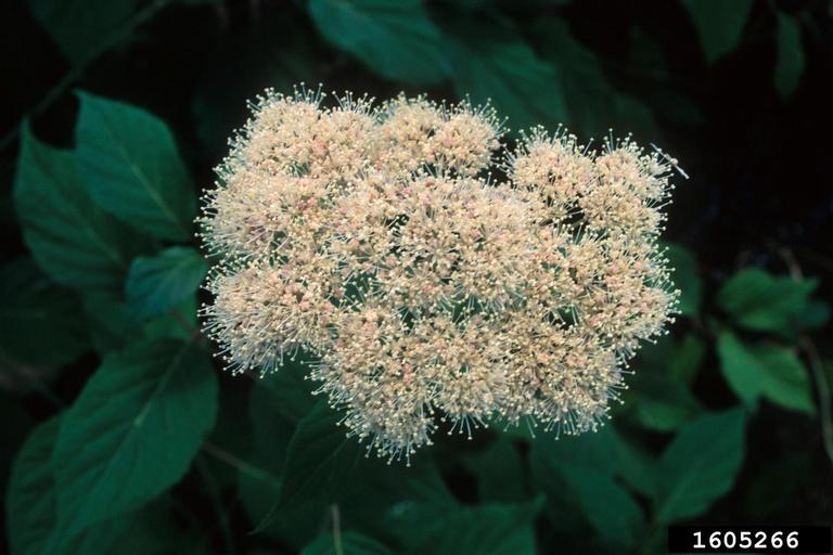 wild hydrangea (Hydrangea arborescens L.)