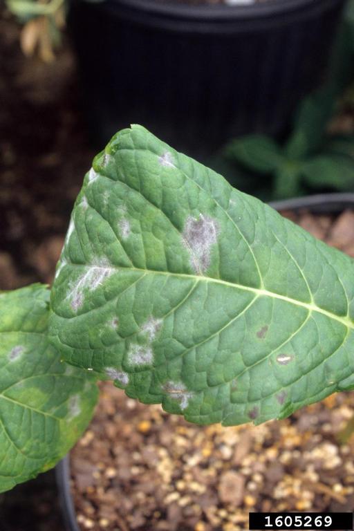 powdery mildew (Erysiphe betae (Vanha) Weltzien)