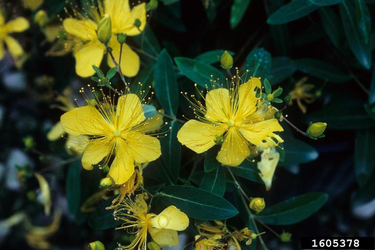 St. Johnswort, Hypericum spp. (Theales: Clusiaceae) - 1605378