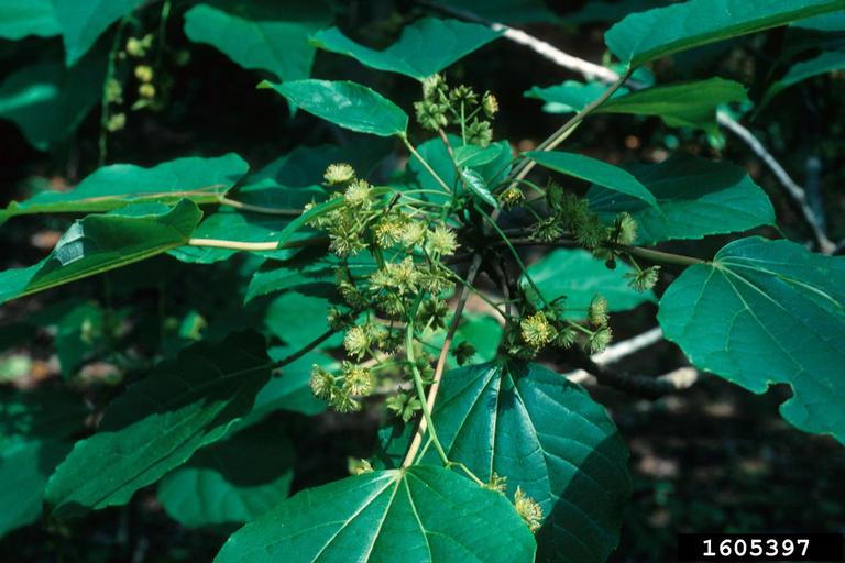 igiri tree, Idesia polycarpa (Salicales: Salicaceae) - 1605397