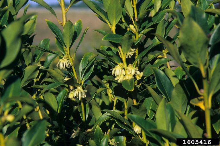 sacred anisetree (Illicium anisatum L.)