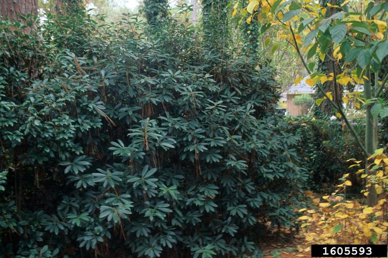 Henry anise tree (Illicium henryi Diels)