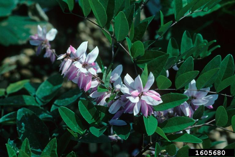 indigo (Genus Indigofera)