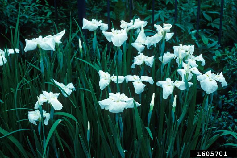 Russian iris (Iris ensata Thunb.)