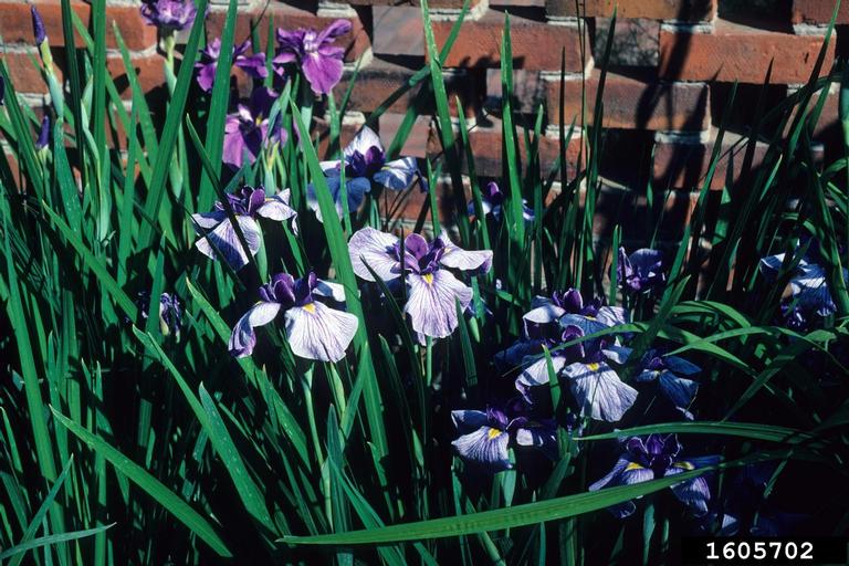 Russian iris (Iris ensata Thunb.)
